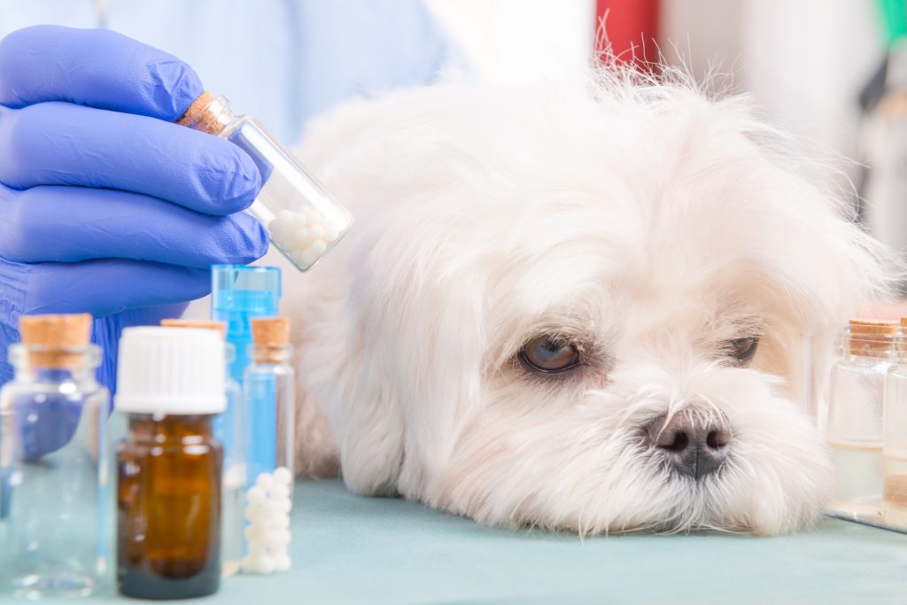 Homeopathy for a dog – Tierarztpraxis Dr. med. vet. Stephanie Tascher